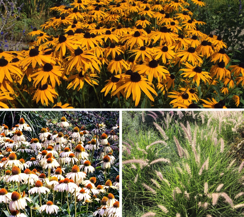 Beautiful Gardens with Summer Planting Schemes | HollandGreen